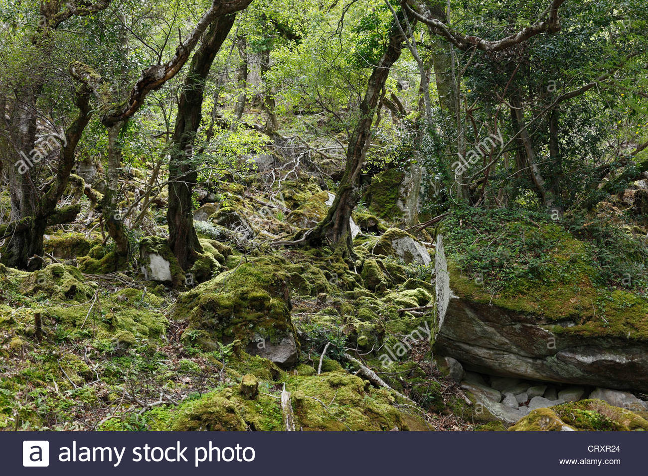 Oak Forest Ireland Stock Photos & Oak Forest Ireland Stock Images - Alamy