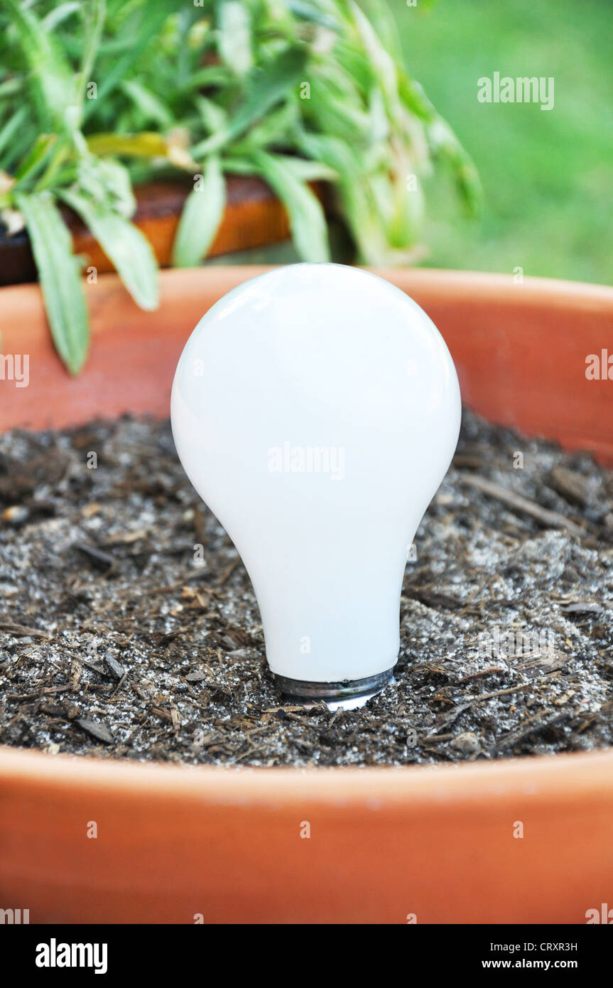 Light bulb appearing to grow out of plant pot Stock Photo - Alamy