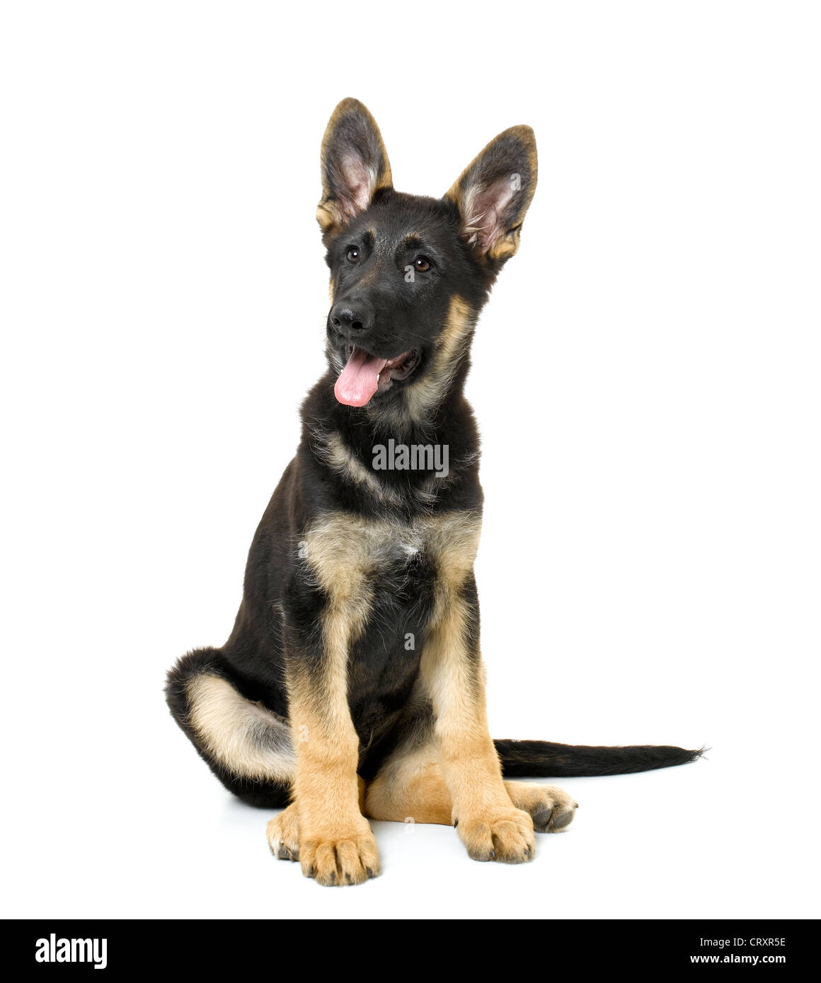 Old german shepherd dogs hi-res stock photography and images - Alamy