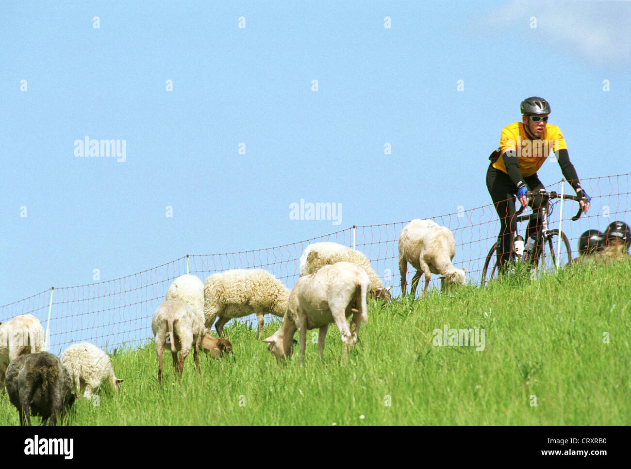 Cyclists and grazing sheep on the dike Stock Photo - Alamy