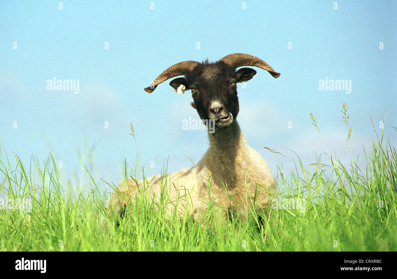 Sheep in the grass Stock Photo - Alamy