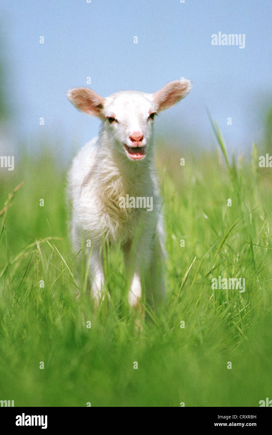 Bleating lamb in the grass Stock Photo - Alamy