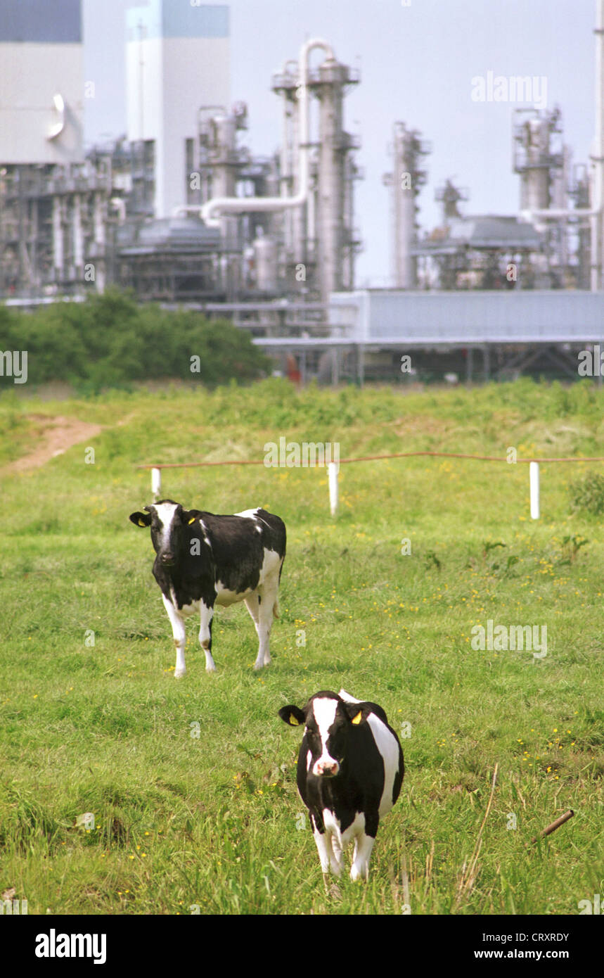 Cattle graze in front at Stade Industriegelaende Stock Photo - Alamy