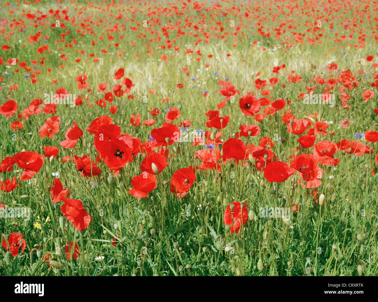 Blooming poppy flowers in a meadow Stock Photo - Alamy