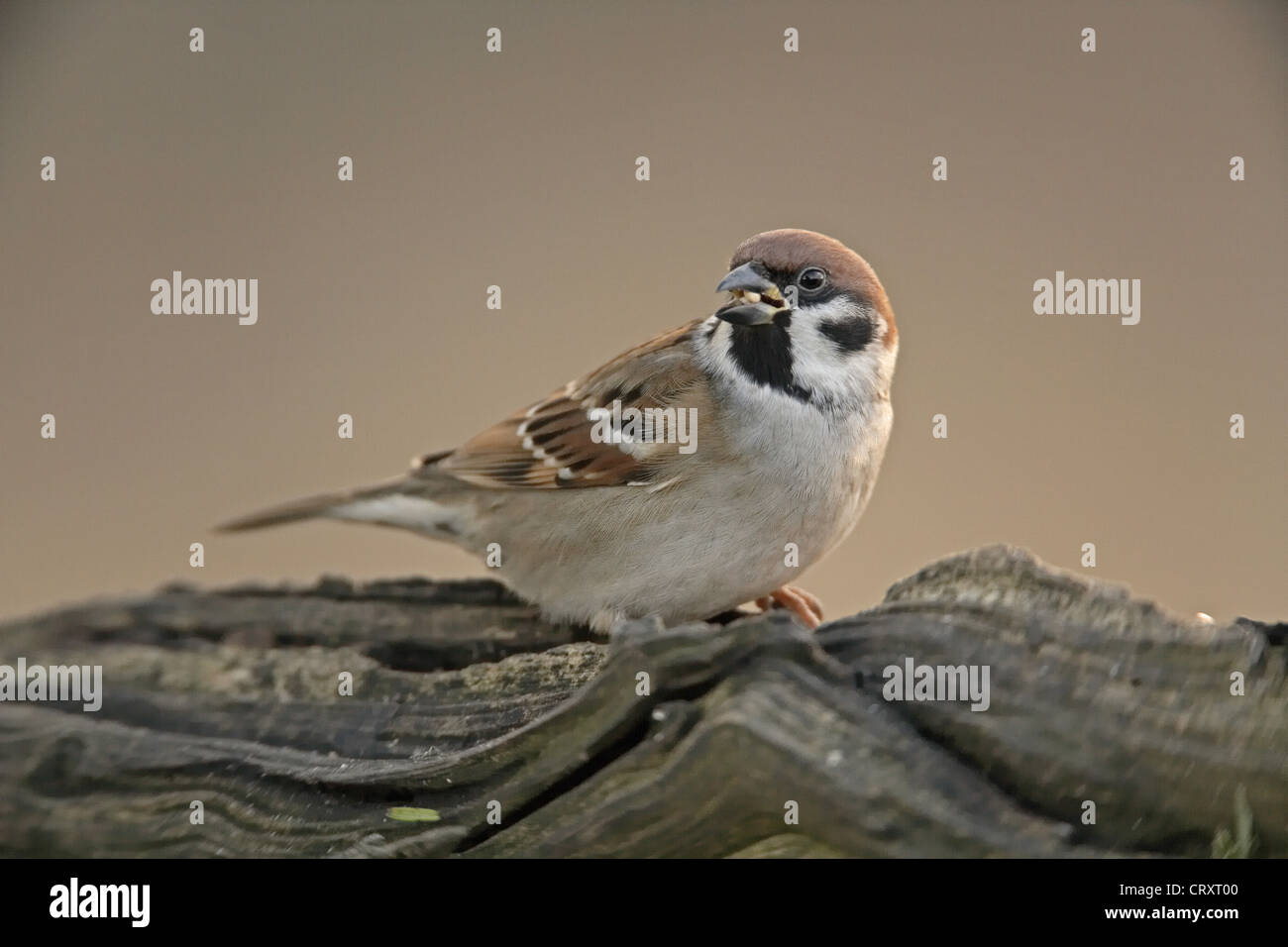 Eurasian Tree Sparrow, Passer montanus, on a branch, East Yorkshire, UK ...