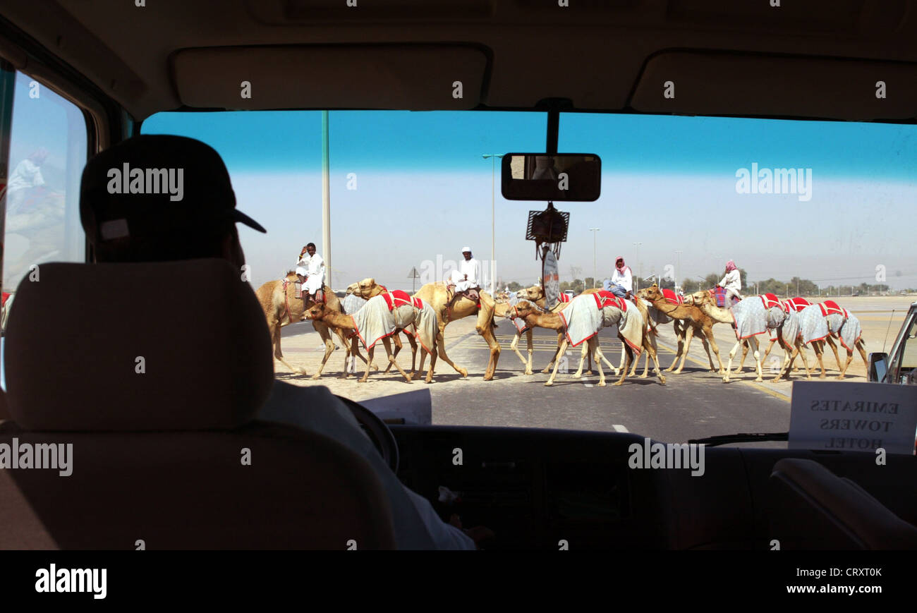 Camels cross a street, Dubai Stock Photo - Alamy