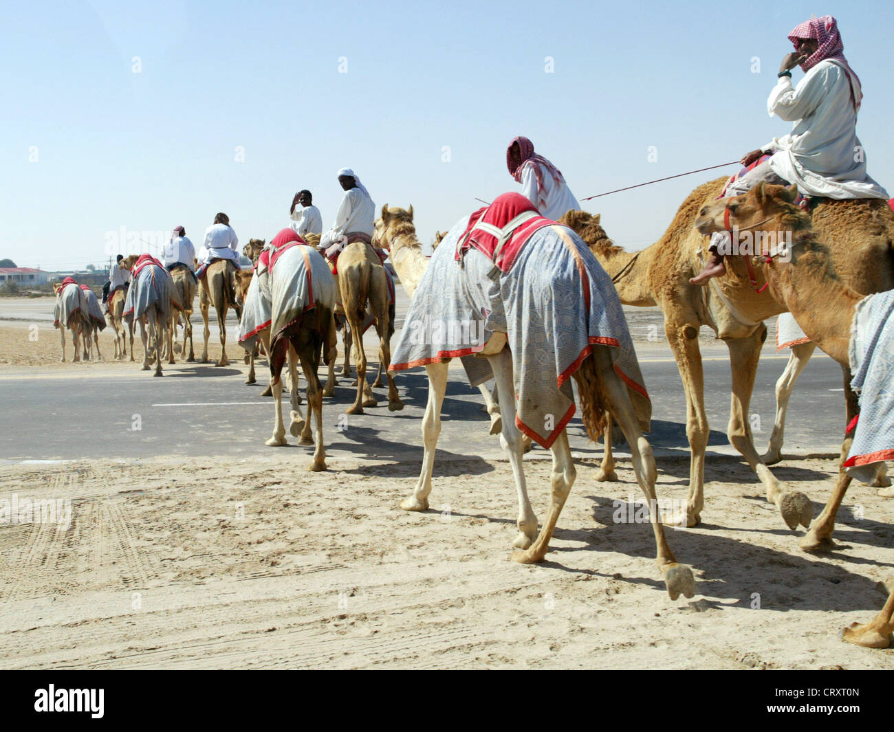 Camels cross a street, Dubai Stock Photo - Alamy