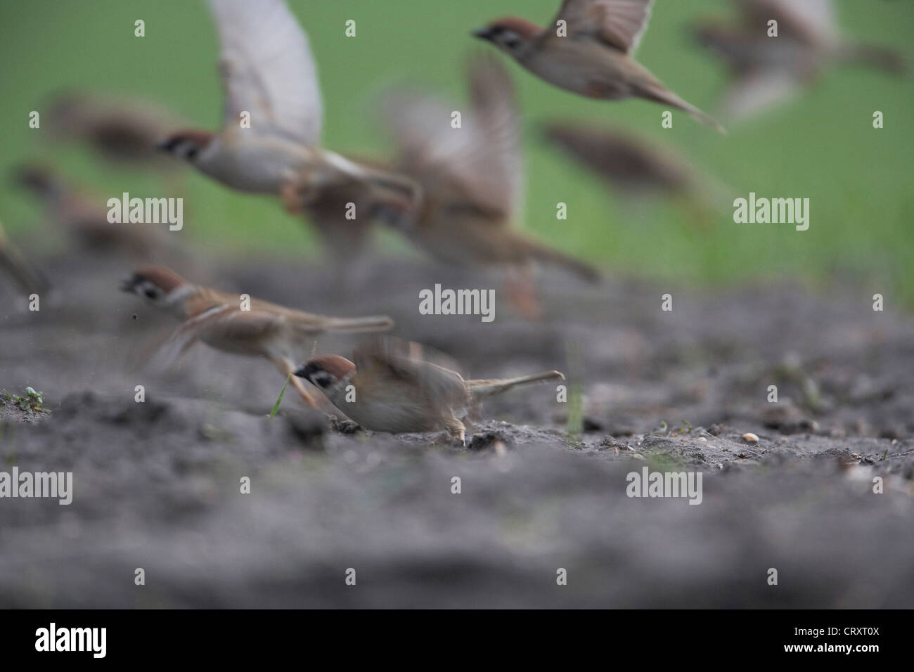 Sparrow Flying Stock Photos & Sparrow Flying Stock Images - Alamy
