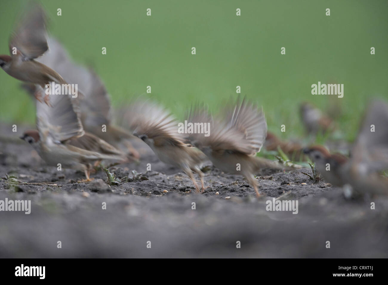 Tree sparrow flying uk hi-res stock photography and images - Alamy