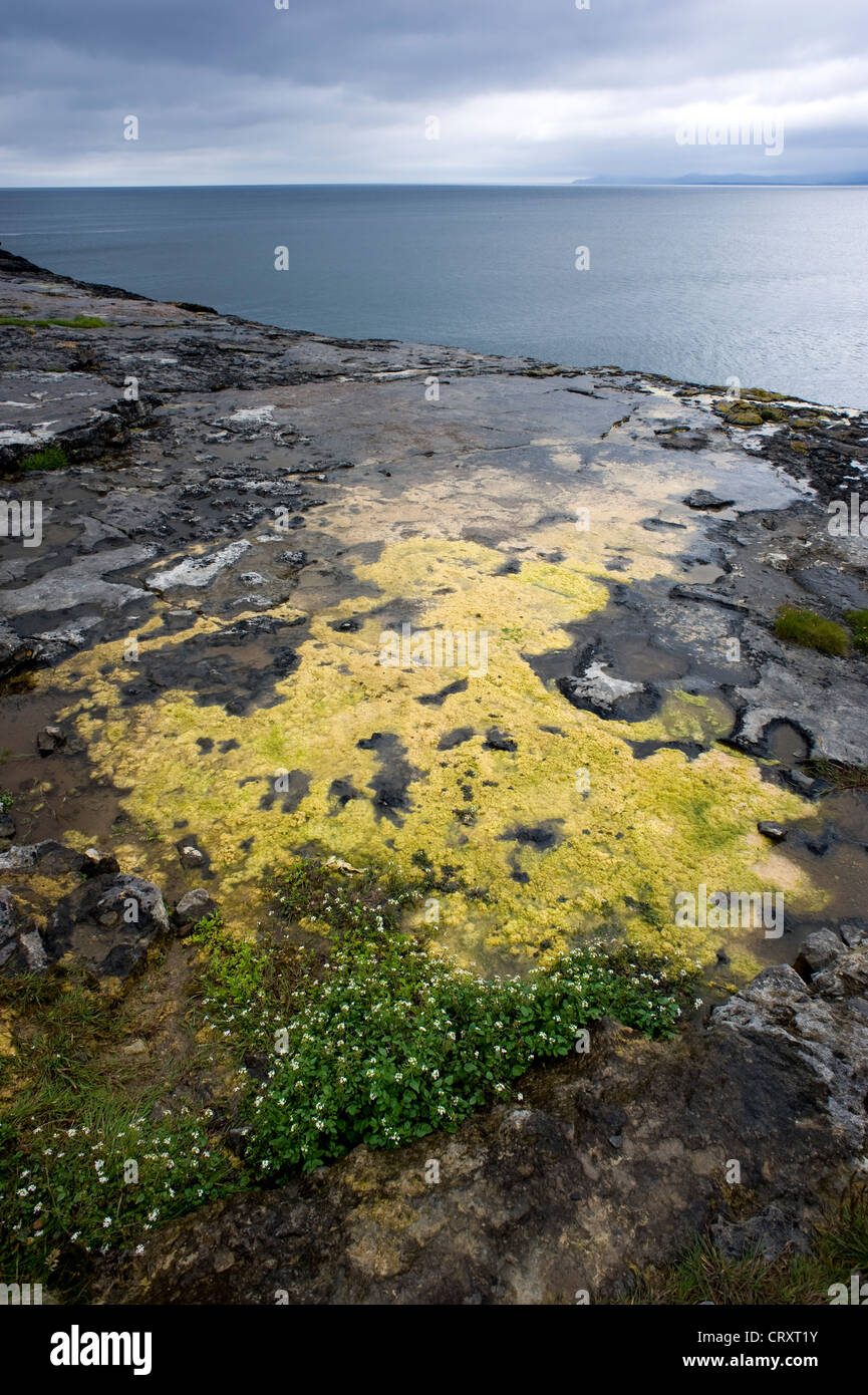 Algae in cliff top pool, Bundoran, County Donegal Stock Photo - Alamy