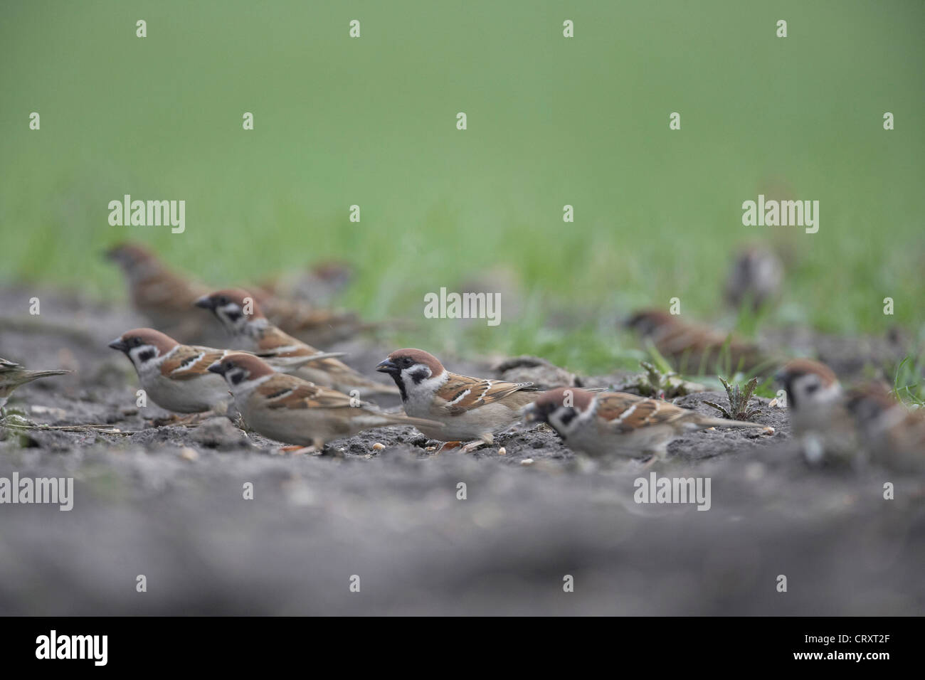 Flock tree sparrow uk hi-res stock photography and images - Alamy