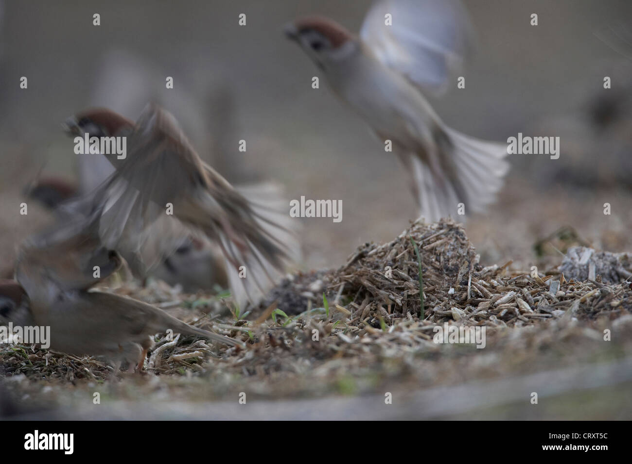 A flock of Eurasian Tree Sparrow, Passer montanus, in flight, East ...