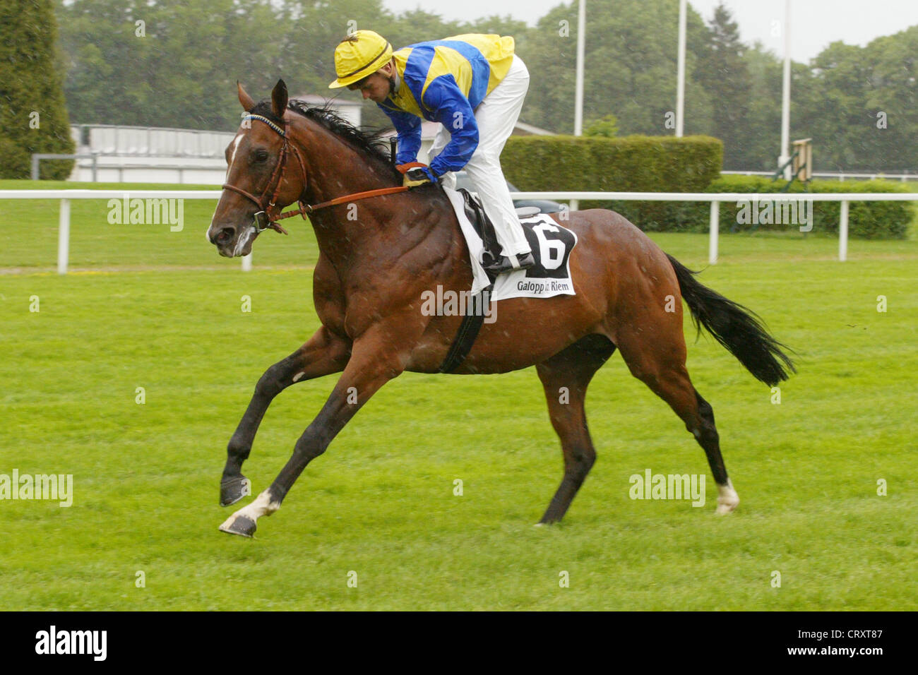 Horse tiger hi-res stock photography and images - Alamy