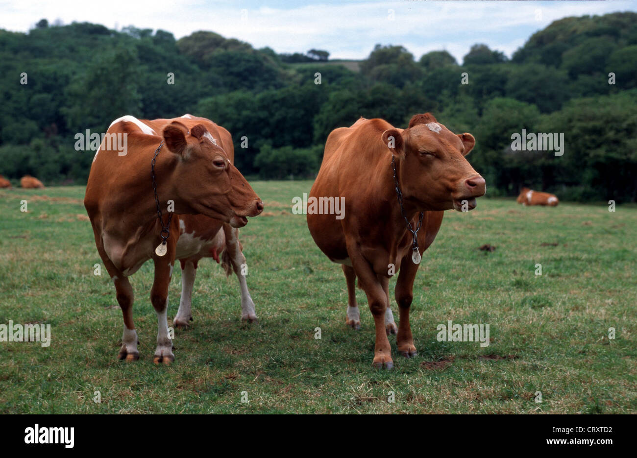 Channel island cows hi-res stock photography and images - Alamy