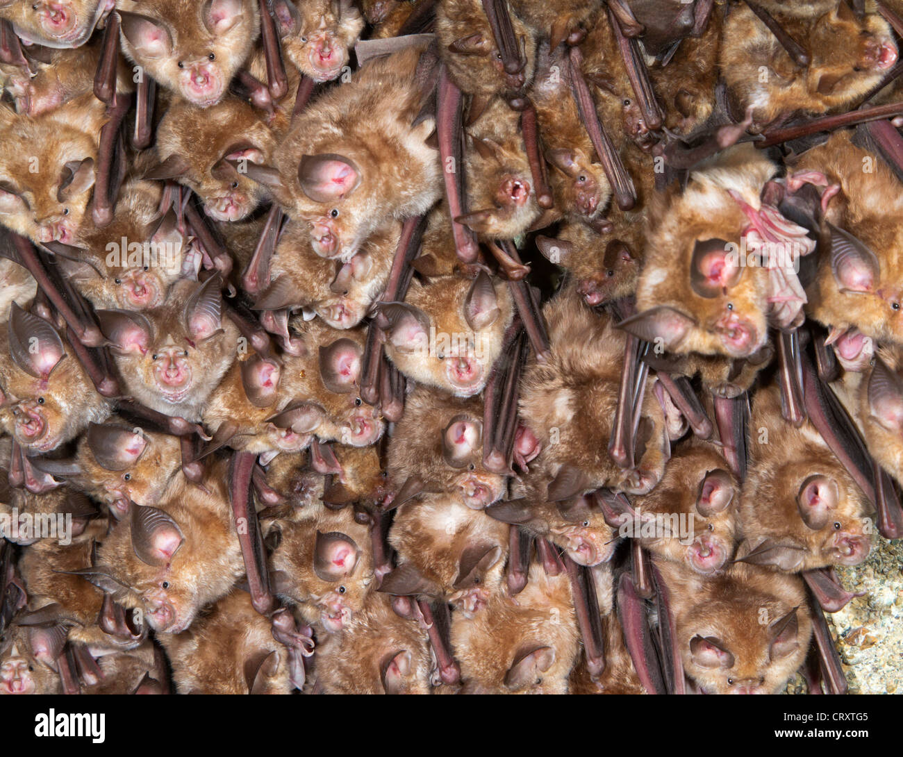 Gregarious animals hi-res stock photography and images - Alamy