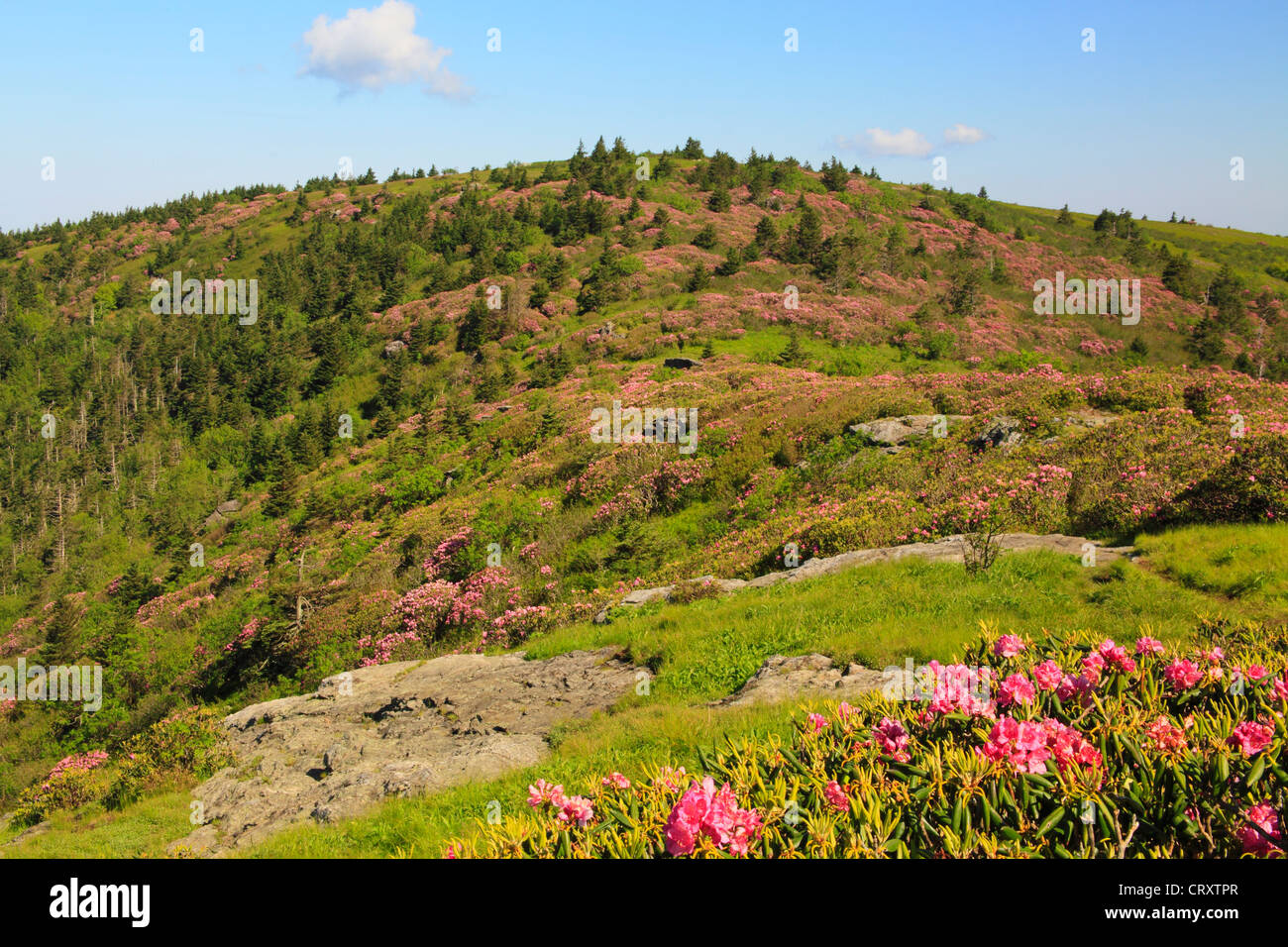 Grassy Ridge, Roan Mountain, Tennessee / North Carolina, USA Stock ...