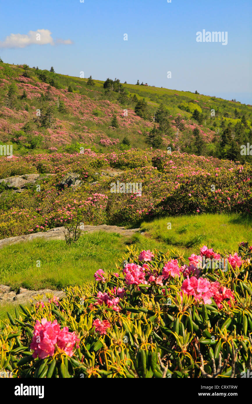 Grassy Ridge, Roan Mountain, Tennessee / North Carolina, USA Stock ...