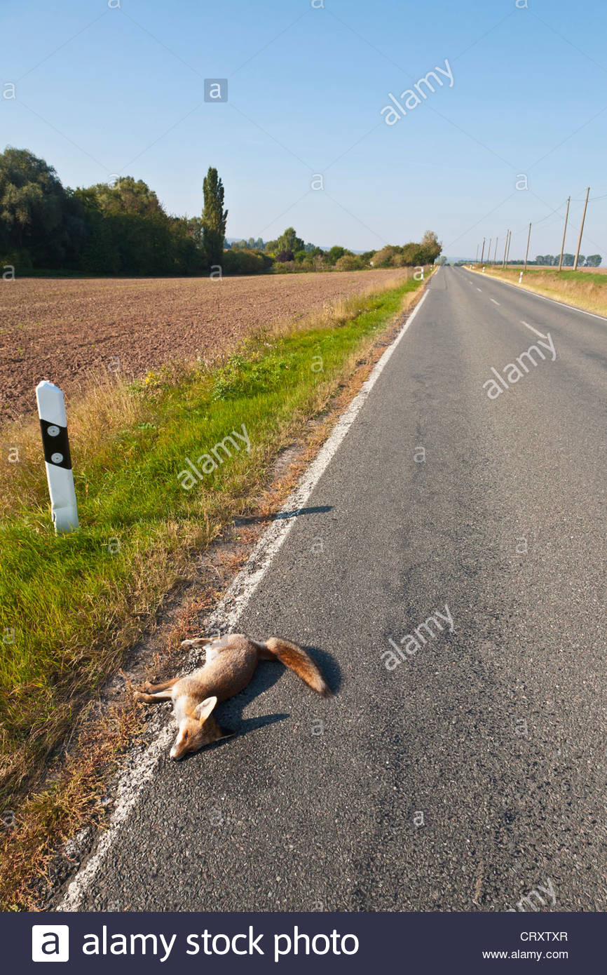 Dead Fox By Roadside Stock Photos & Dead Fox By Roadside Stock Images ...