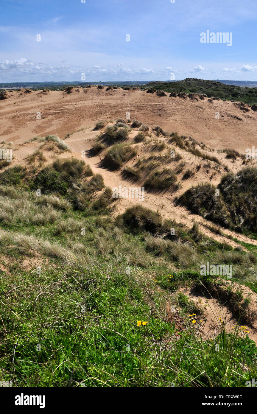 A view of the sand dunes at Braunton Burrows north Devon UK Stock Photo ...