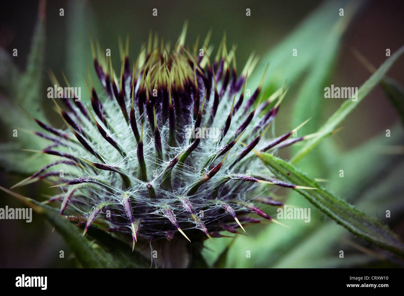 Thistle (Spear Thistle - Cirsium vulgare) just before flowering Stock ...