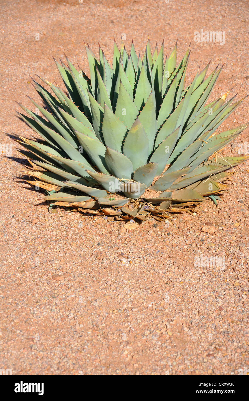 Parry's agave hi-res stock photography and images - Alamy