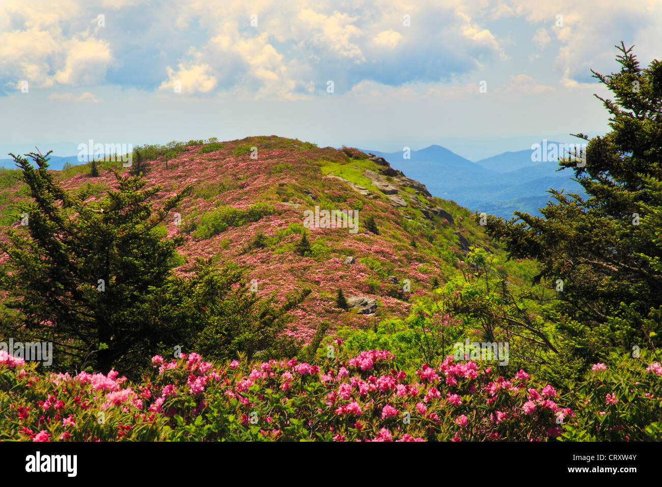 Grassy Ridge, Roan Mountain, Tennessee / North Carolina, USA Stock ...