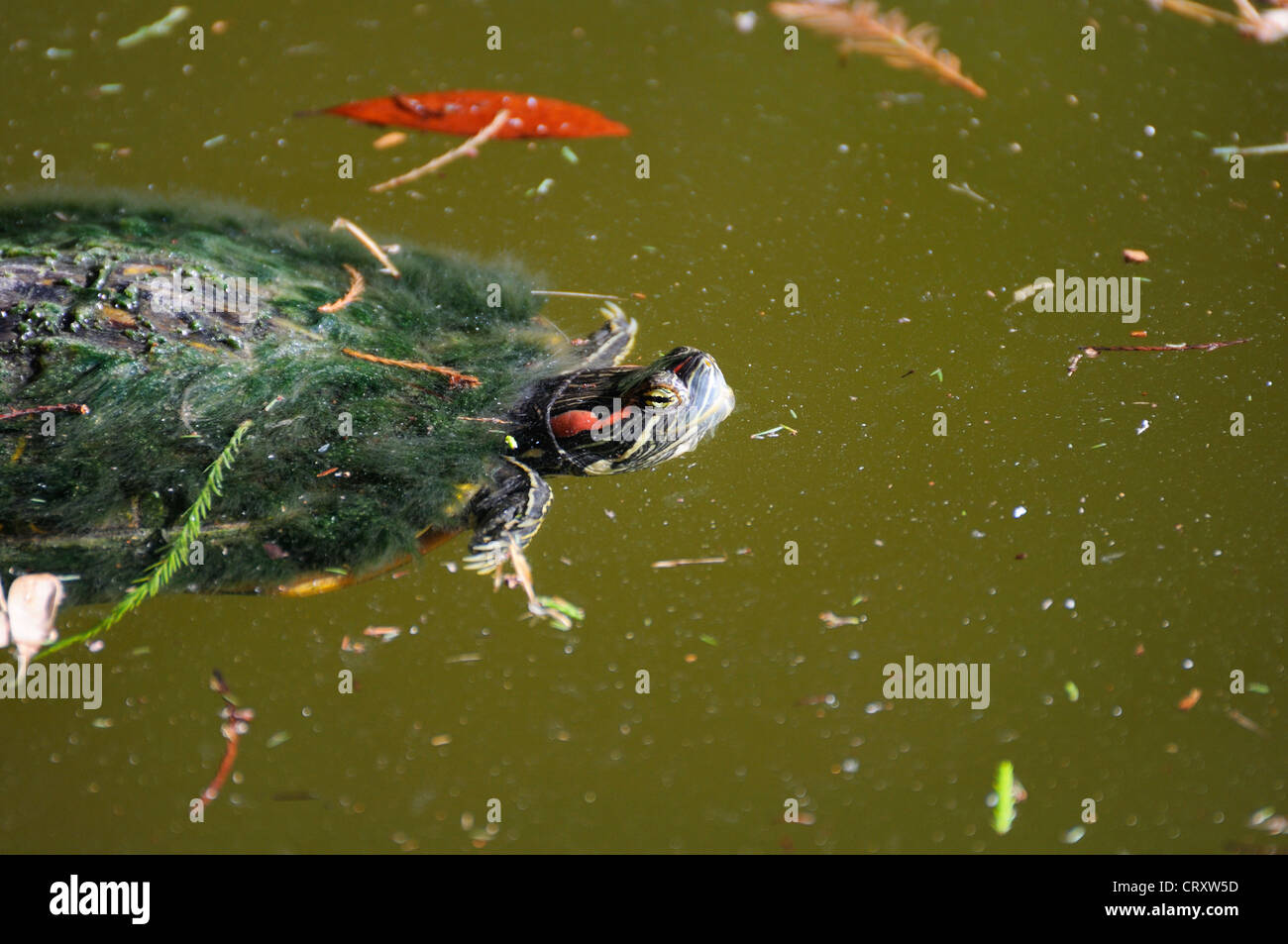 Red slider turtle with moss grown on the shell Stock Photo - Alamy