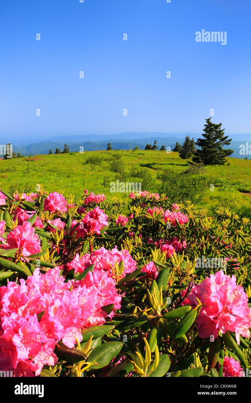 Grassy Ridge, Roan Mountain, Tennessee / North Carolina, USA Stock ...