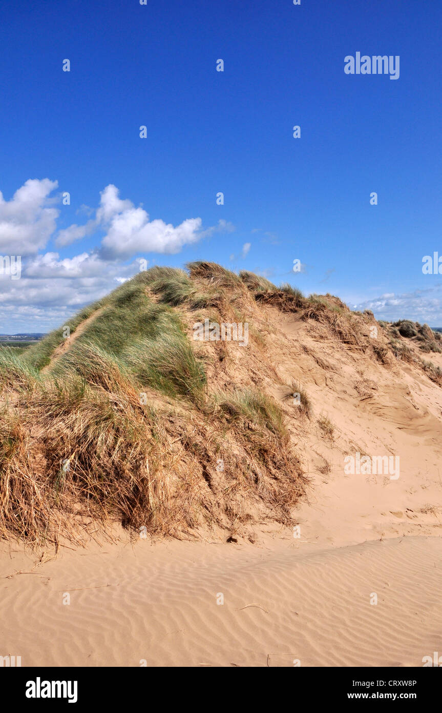 A sand dune at Braunton Burrows north Devon UK Stock Photo - Alamy