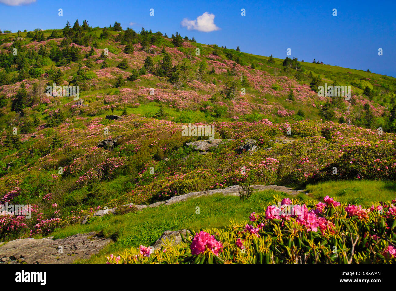 Grassy Ridge, Roan Mountain, Tennessee / North Carolina, USA Stock ...