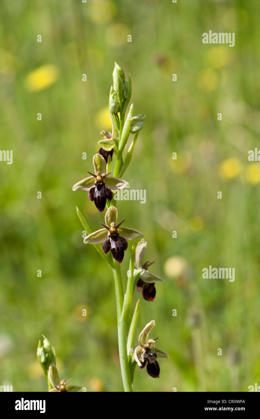 Ophrys genus hi-res stock photography and images - Alamy