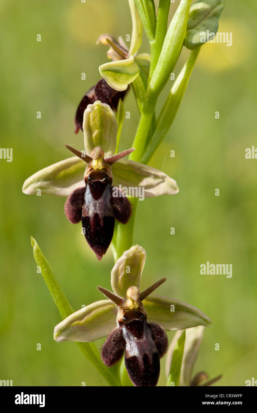 Ophrys genus hi-res stock photography and images - Alamy
