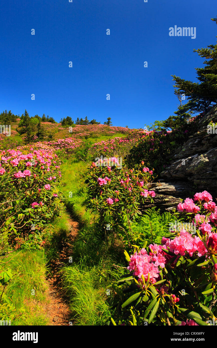 Grassy Ridge, Roan Mountain, Tennessee / North Carolina, USA Stock ...