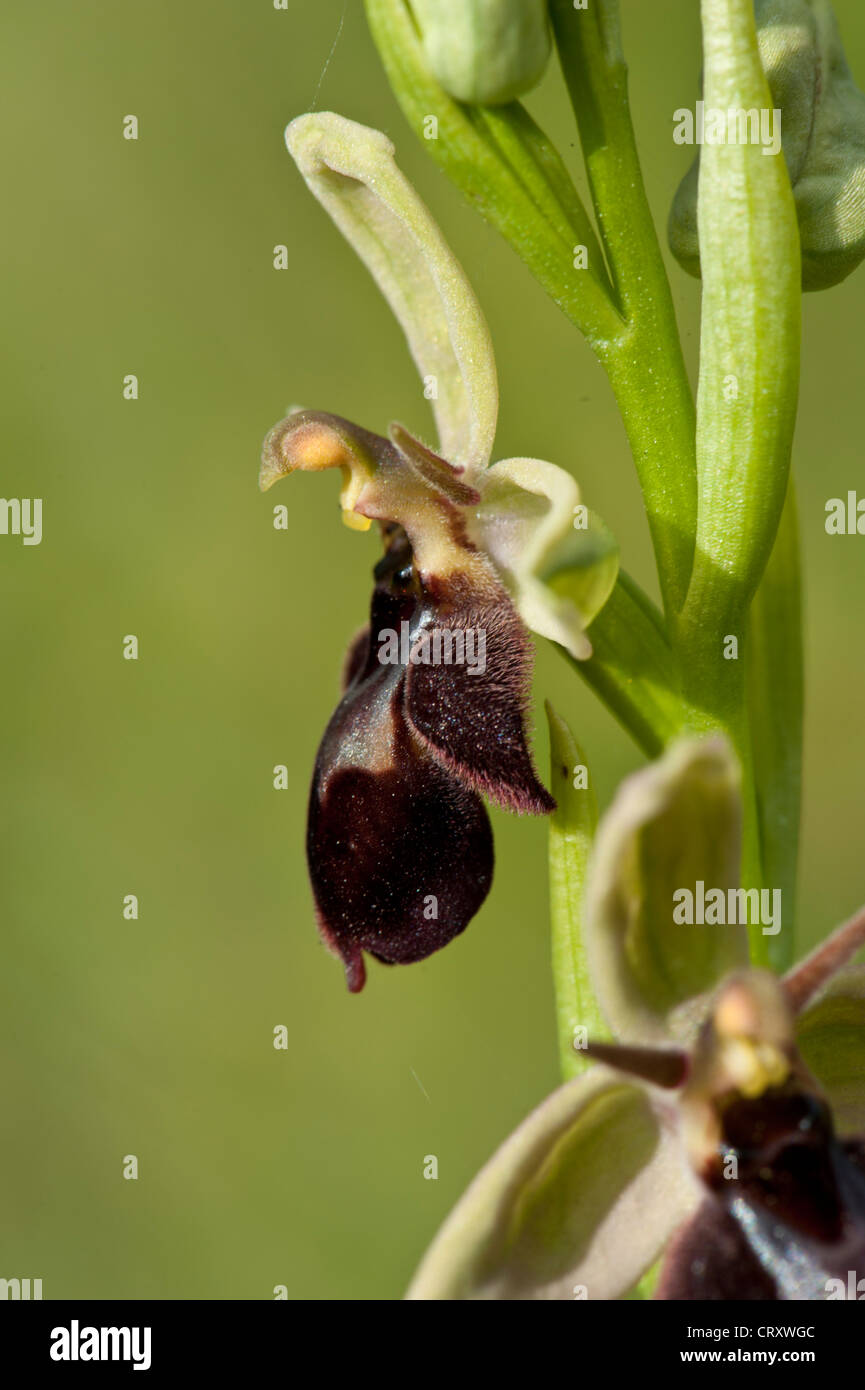 Ophrys x pietzschii, an inter-specific hybrid between Ophrys ...