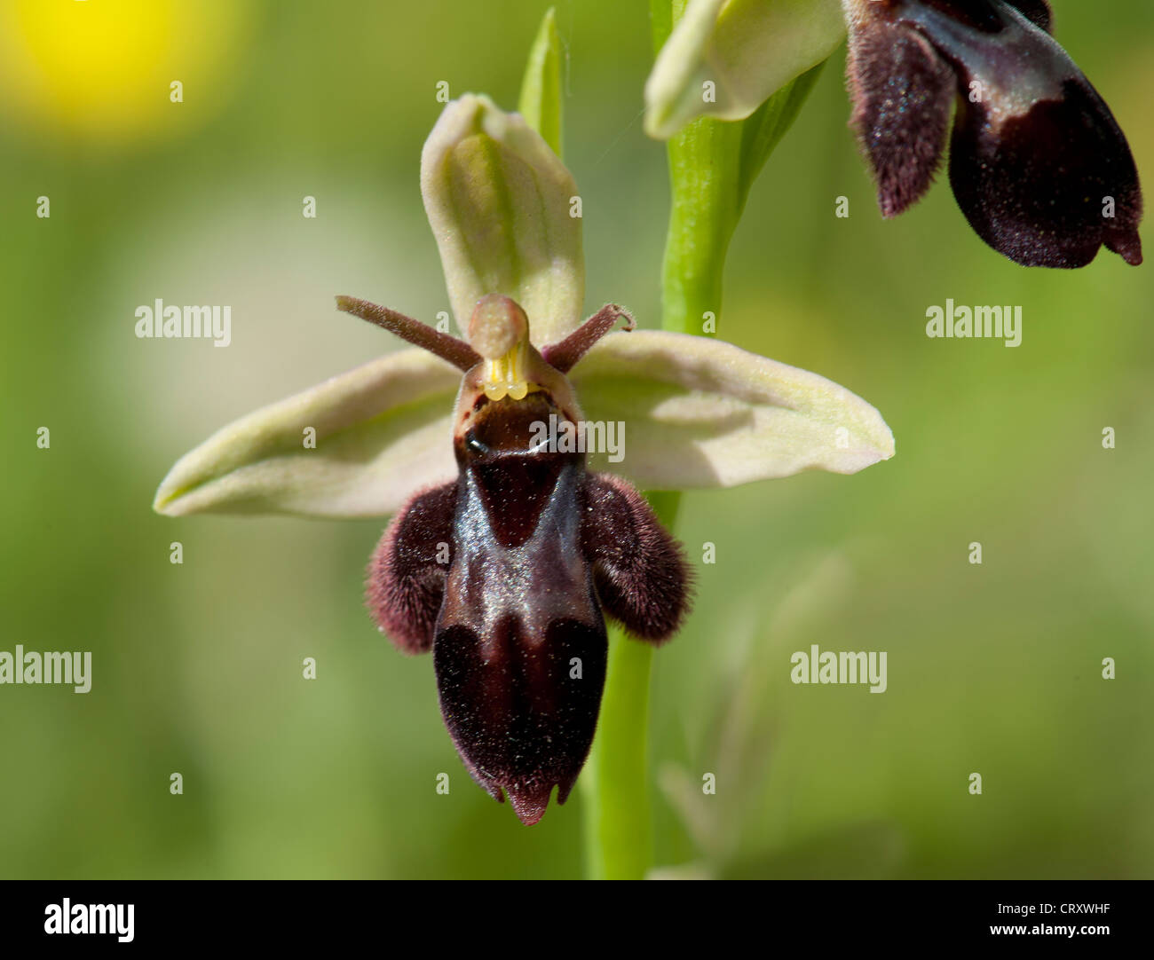 Ophrys genus hi-res stock photography and images - Alamy