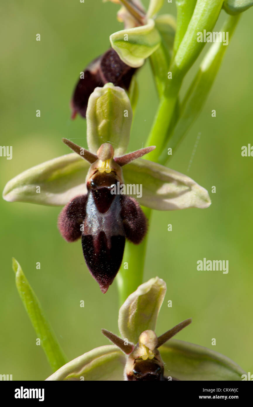Ophrys genus hi-res stock photography and images - Alamy