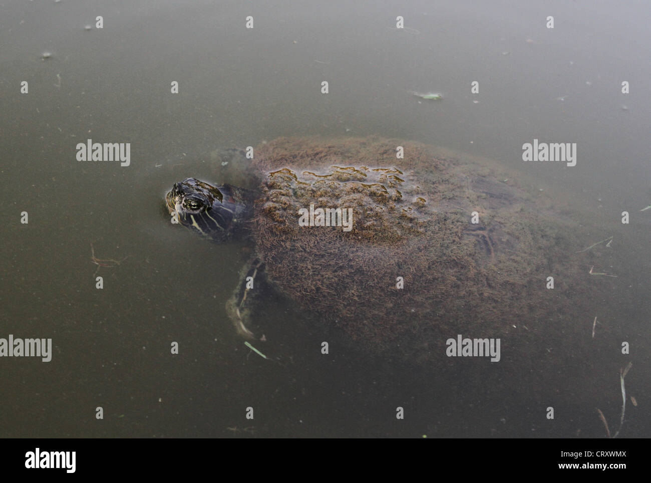 A snapping turtle in water Stock Photo - Alamy