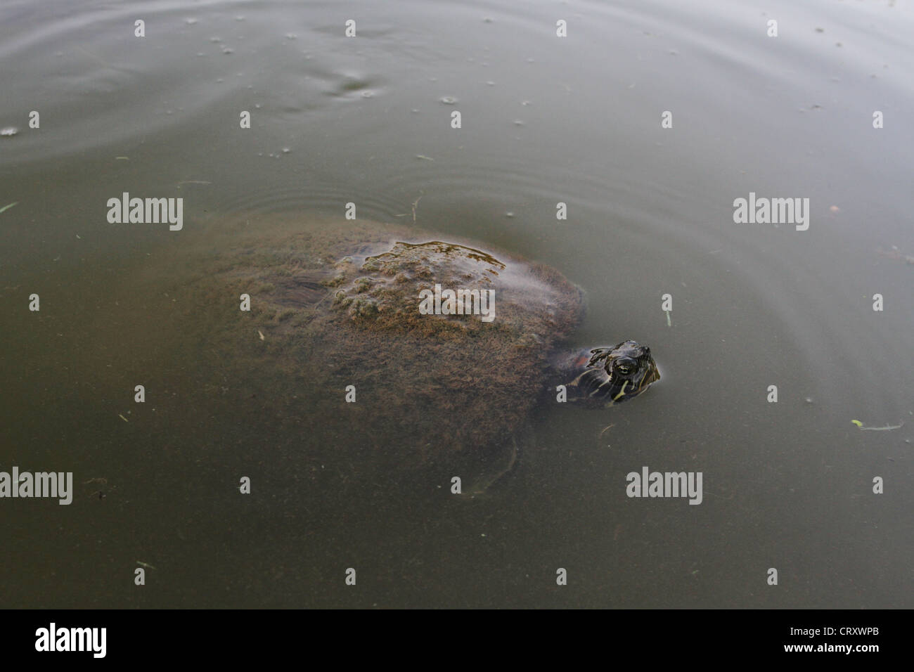 Big snapping turtle hi-res stock photography and images - Alamy