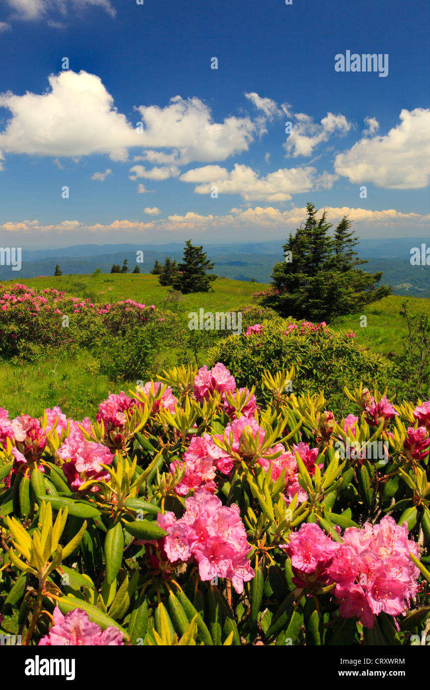 Roan mountain wildflower hi-res stock photography and images - Alamy