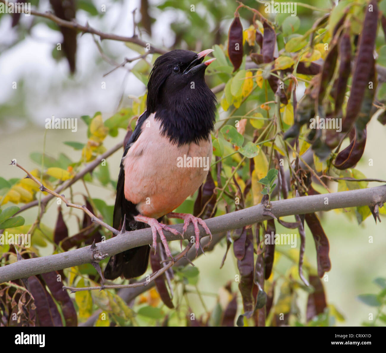 Male rosy starling (Sturnus roseus) singing (The Republic of Georgia ...