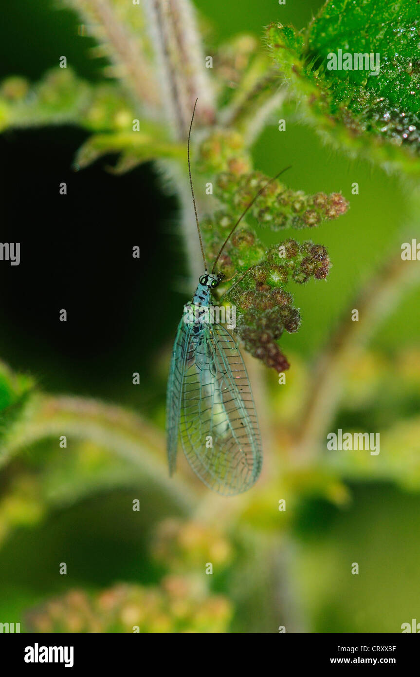 Green Lacewing Uk High Resolution Stock Photography and Images - Alamy