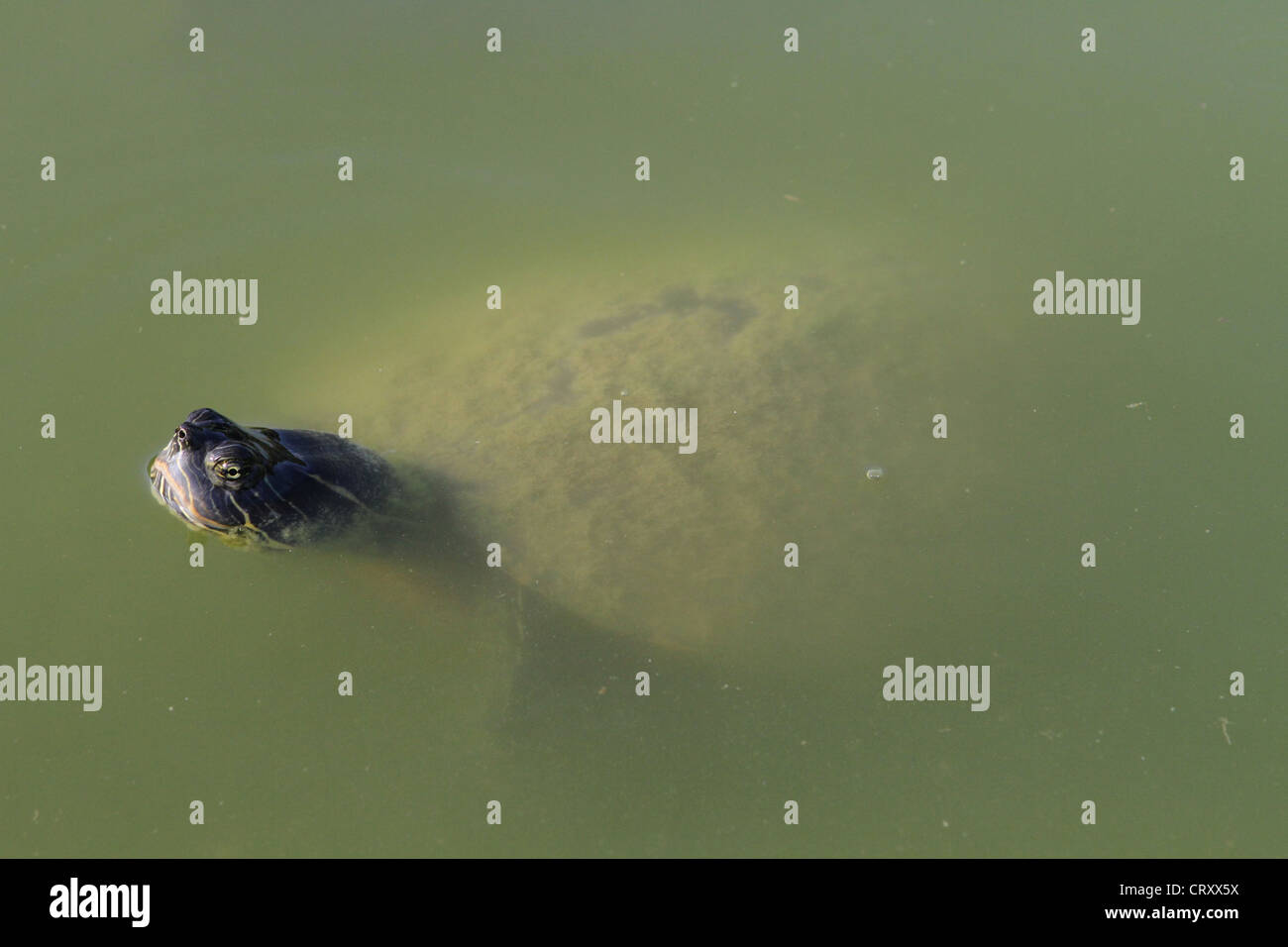 A moss covered snapping turtle in water Stock Photo - Alamy