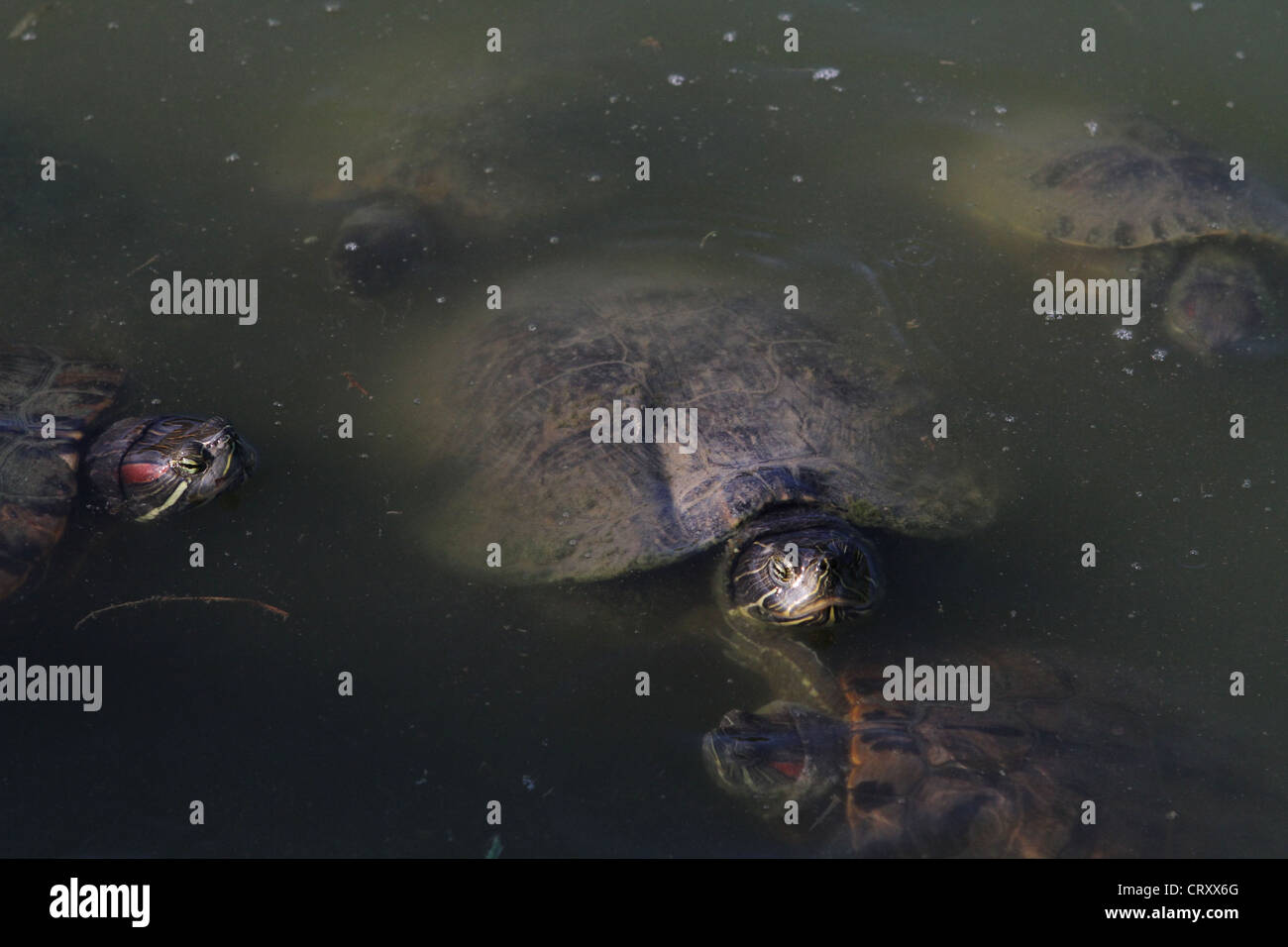 Snapping turtles hi-res stock photography and images - Alamy