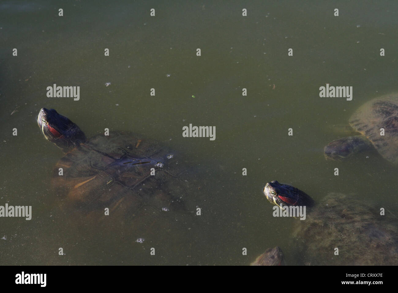 Snapping turtles hi-res stock photography and images - Alamy