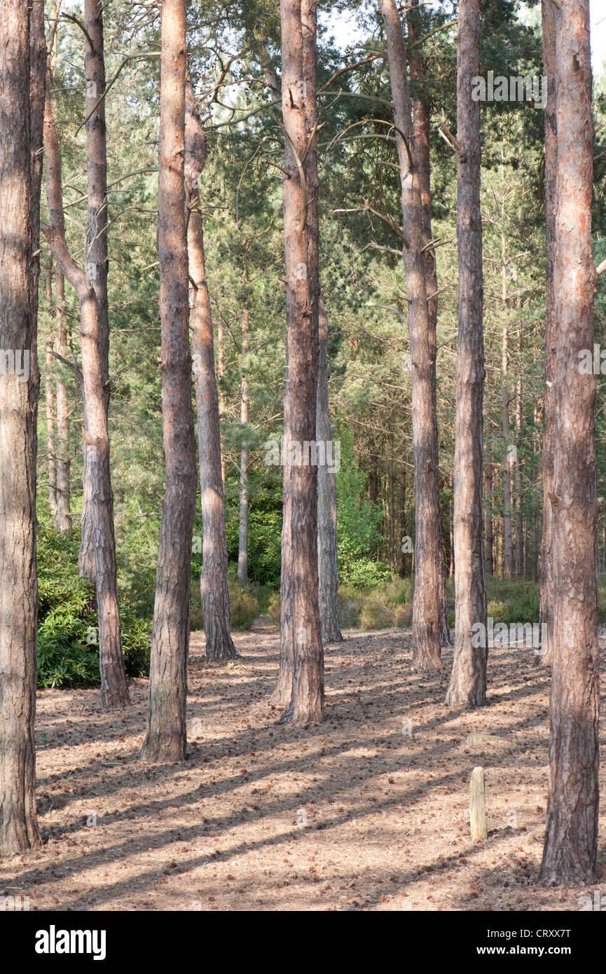Churt hi-res stock photography and images - Alamy