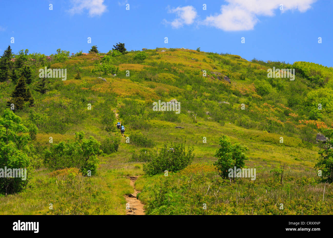 Appalachian Trail, Look at Grassy Ridge, Roan Mountain, Carver's Gap ...