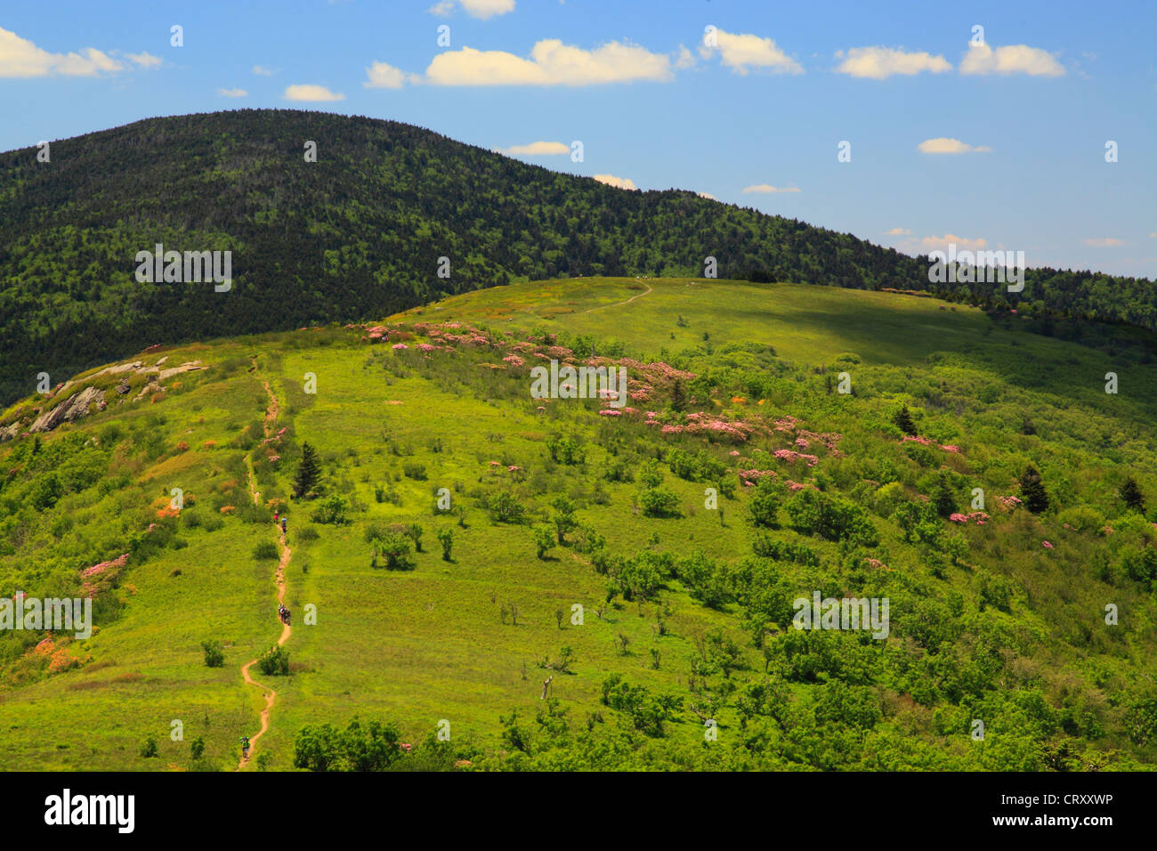 Jane bald hi-res stock photography and images - Alamy
