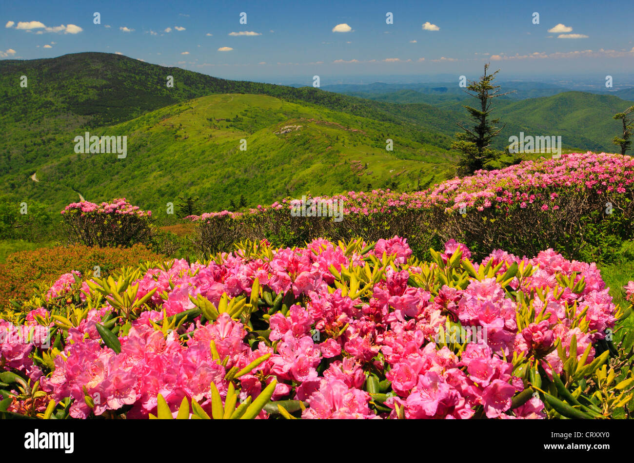 On Grassy Ridge, Look at Jane Bald, Roan Mountain, Tennessee / North ...
