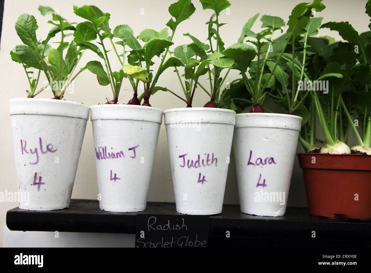Container grown radish hi-res stock photography and images - Alamy