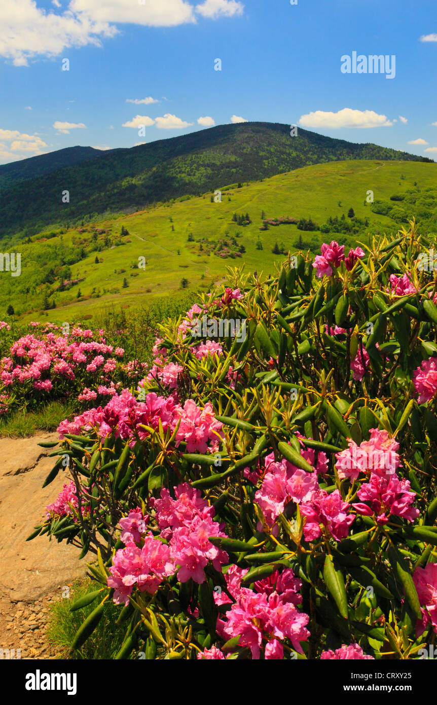 Along Appalachian Trail on Jane Bald, Look at Round Bald, Roan Mountain ...